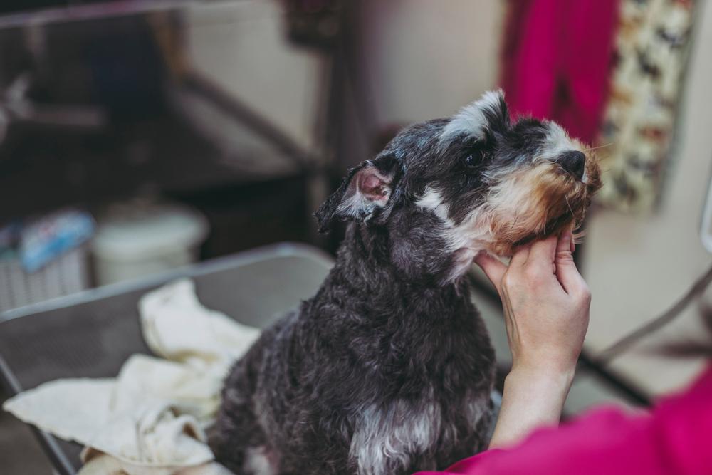 Стрижки цвергшнауцера: фото, тримминг и роллинг, подходящие породе, все ...