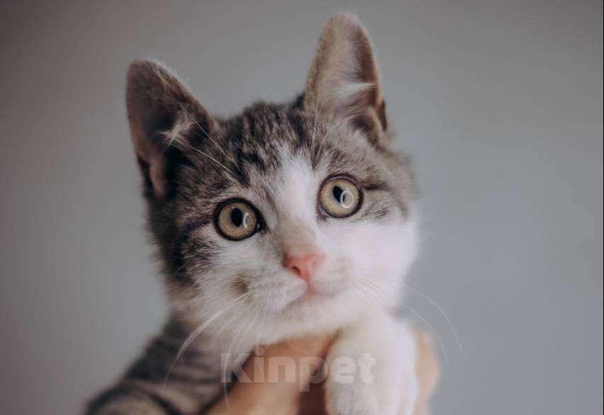 Котенок Степан в добрые руки - купить, продать или отдать на Kinpet